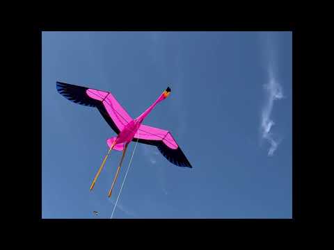 Flamingo 3D Kite. – Newport Kites